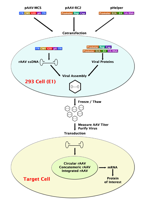 AAV-1 Bicistronic Expression System (IRES-GFP)